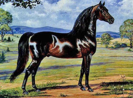 Morgan Horse Breed Standards | Standard of Perfection